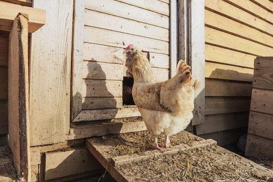 รูปภาพFowl-Run – เลือกดูภาพถ่ายสต็อก เวกเตอร์ และวิดีโอ374 | Adobe Stock