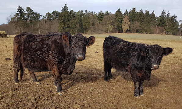 Galloway-Rind Images – Browse 121 Stock Photos, Vectors, and Video ...