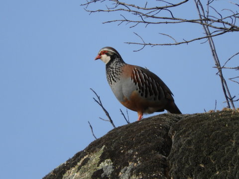 Perdices Images – Browse 201 Stock Photos, Vectors, and Video | Adobe Stock