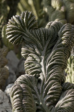 Cristation Images – Browse 10 Stock Photos, Vectors, and Video | Adobe ...