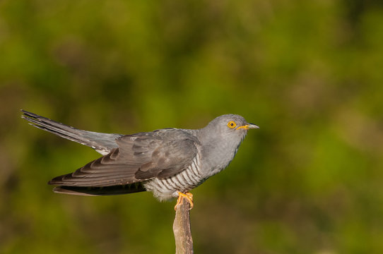 Common Cuckoo Images – Browse 30,610 Stock Photos, Vectors, and Video ...