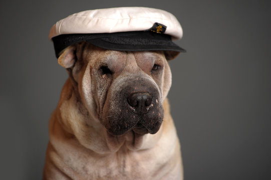 Sharpay Images – Browse 42 Stock Photos, Vectors, and Video | Adobe Stock