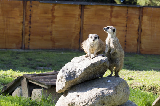 Mirket-Bilder: Stock-Fotos & -Videos. | Adobe Stock