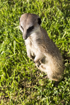 Mirket-Bilder: Stock-Fotos & -Videos. | Adobe Stock