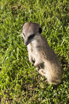 Mirket Images – Browse 48 Stock Photos, Vectors, and Video | Adobe Stock