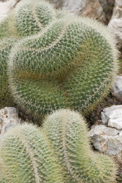 Cristation Images – Browse 10 Stock Photos, Vectors, and Video | Adobe ...