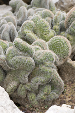 Cristation Images – Browse 10 Stock Photos, Vectors, and Video | Adobe ...