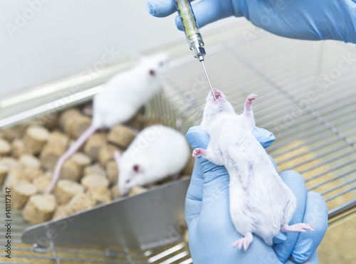 "Researcher administered drug into the experimental mice by oral ...