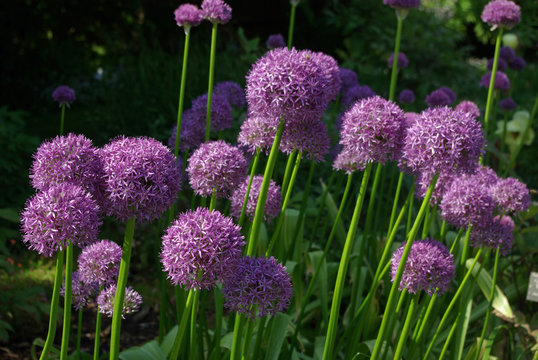 Imagens de Alium – Explore Fotografias do Stock, Vetores e Vídeos de ...