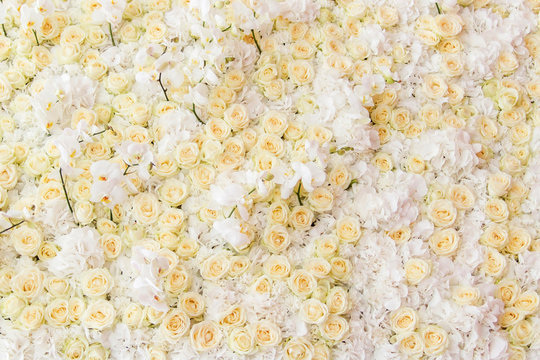 Roses And Hydrangeas Imej – Semak Imbas 809 Foto, Vektor dan Video Stok ...