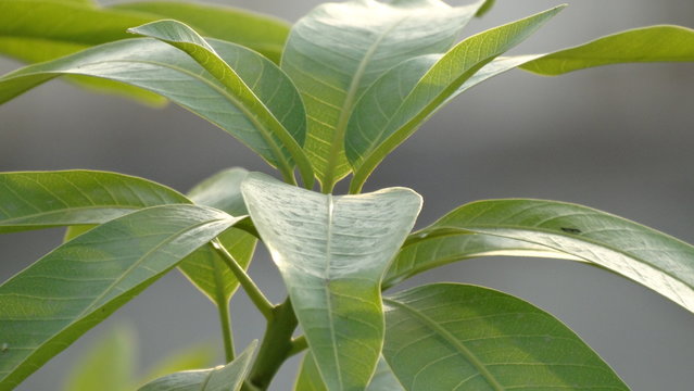 Sadaf photos, images, assets | Adobe Stock