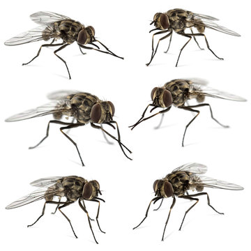 รูปภาพHouse-Fly – เลือกดูภาพถ่ายสต็อก เวกเตอร์ และวิดีโอ25,037 | Adobe ...