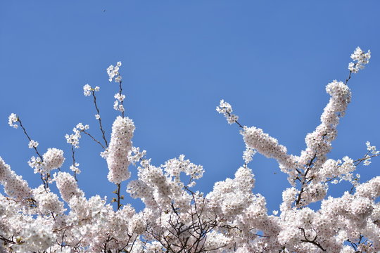 Blossem Bilder – Durchsuchen 237 Archivfotos, Vektorgrafiken und Videos ...