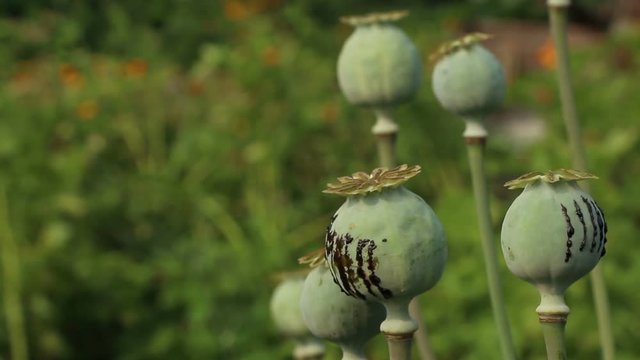 "Opium Images – Browse 36,069 Stock Photos, Vectors, and Video | Adobe ...