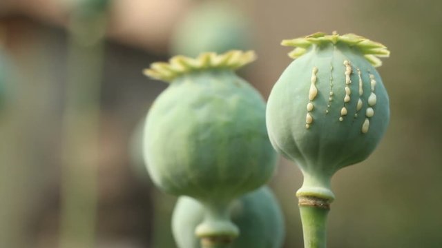 Morfin bilder – Bläddra bland 6,757 stockfoton, vektorer och videor ...