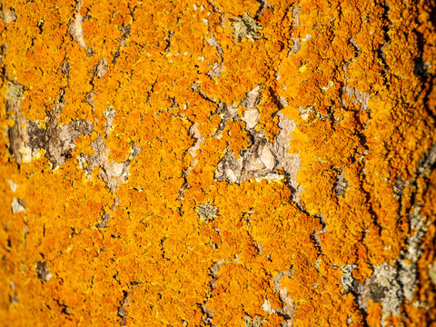 "Artificial Texture" Images – Browse 80 Stock Photos, Vectors, and ...