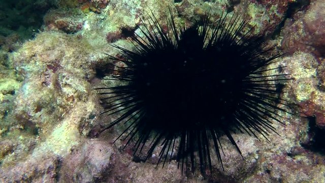 Imagens de Echinozoa – Explore Fotografias do Stock, Vetores e Vídeos ...