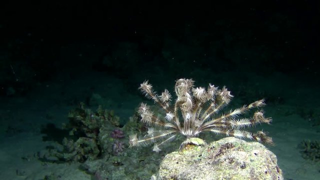 Pelmatozoa Imagens – Procure 2 fotos, vetores e vídeos | Adobe Stock