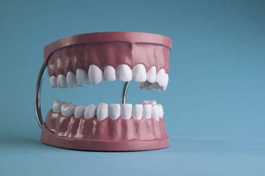 Dental Teeth Model