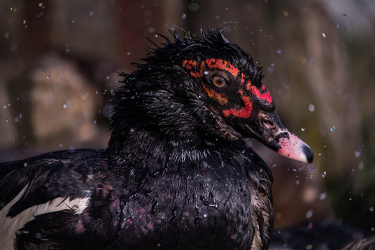 「Warzenente」の画像 - 394 件の Stock 写真、ベクターおよびビデオ | Adobe Stock