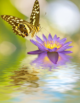 Voleter 이미지 – 찾아보기 169 스톡 사진, 벡터 및 비디오 | Adobe Stock