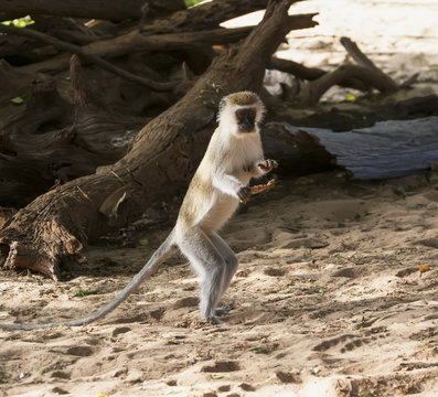 "Funny Monkey" Imagens – Procure 917 fotos, vetores e vídeos | Adobe Stock