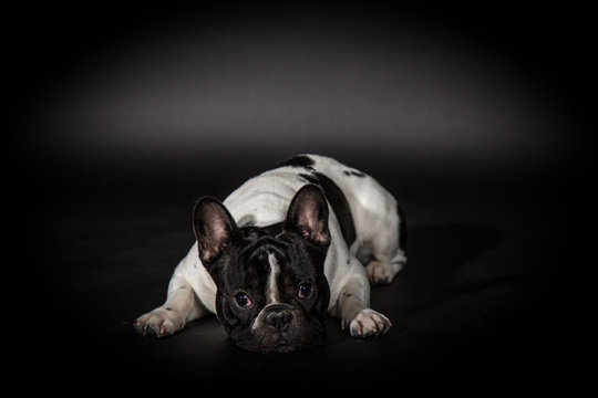 Stupsnase-Bilder: Stock-Fotos & -Videos. | Adobe Stock