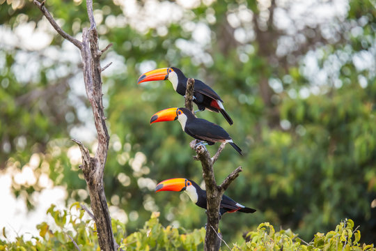รูปภาพRiesentukan – เลือกดูภาพถ่ายสต็อก เวกเตอร์ และวิดีโอ87 | Adobe Stock