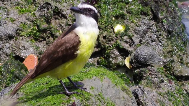 Bem-Te-Vi Images – Browse 761 Stock Photos, Vectors, and Video | Adobe ...