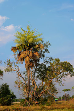"Buri Palm" Billeder – Gennemse 97 stockfotos, vektorer og videoer ...