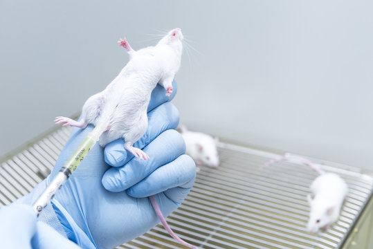 รูปภาพIntraperitoneal – เลือกดูภาพถ่ายสต็อก เวกเตอร์ และวิดีโอ16 ...