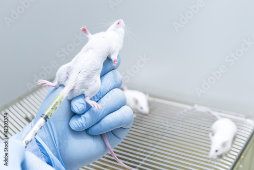 "Researcher administrates drug into the experimental mouse by ...