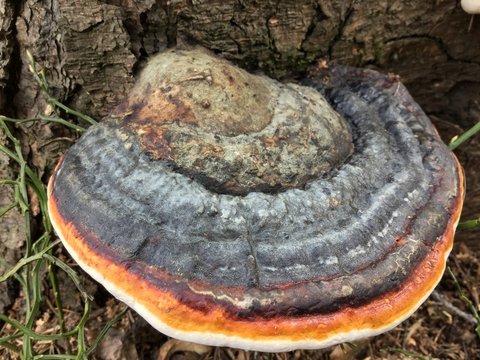 Huba Images – Browse 580 Stock Photos, Vectors, and Video | Adobe Stock