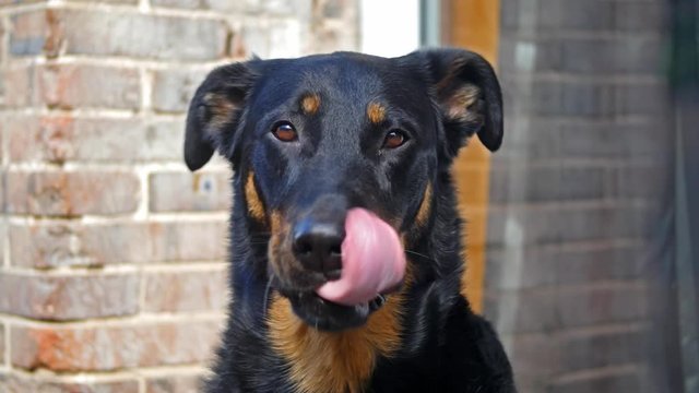 「Beauceronne」の写真素材 | 11件の無料イラスト画像 | Adobe Stock