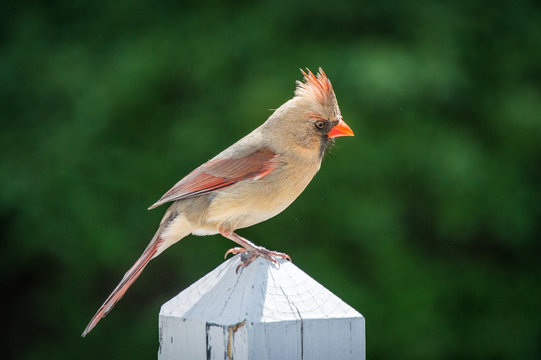 "Female Cardinal" Images – Browse 498 Stock Photos, Vectors, and Video ...