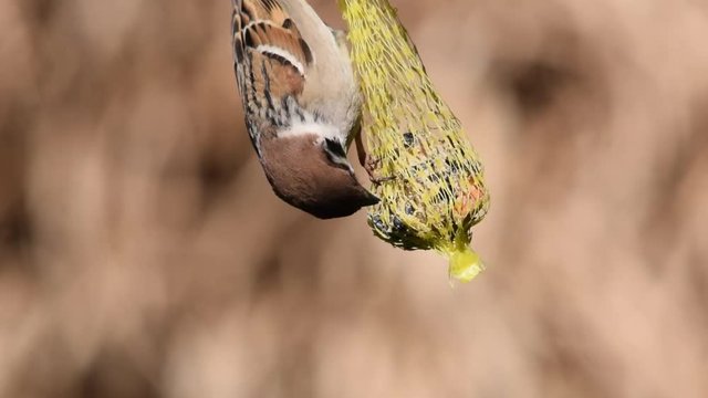 Feldspatzen bilder – Bläddra bland 353 stockfoton, vektorer och videor ...
