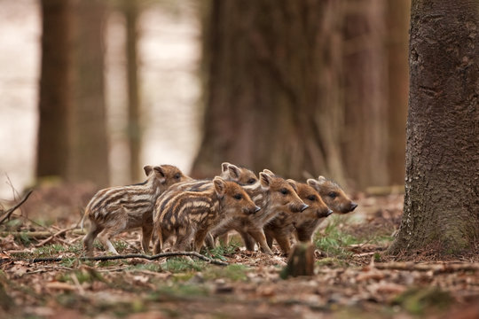 Wildschweine Bilder – Durchsuchen 177,574 Archivfotos, Vektorgrafiken ...