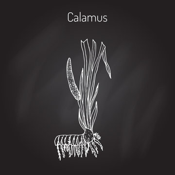 Calamus Bilder – Durchsuchen 3,029 Archivfotos, Vektorgrafiken und ...