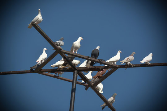 Zuchttauben Bilder – Durchsuchen 293 Archivfotos, Vektorgrafiken und ...