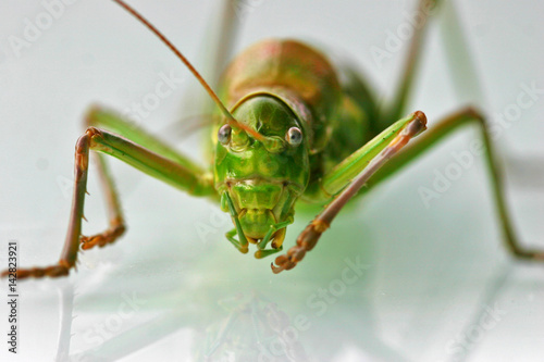 "grillo verde" Stock photo and royalty-free images on Fotolia.com - Pic ...