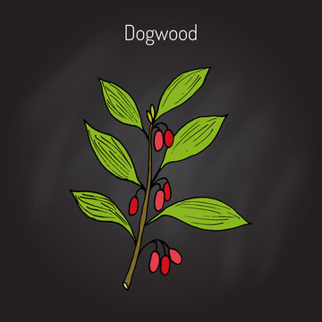 Dogberry-Tree Bilder – Durchsuchen 262 Archivfotos, Vektorgrafiken und ...