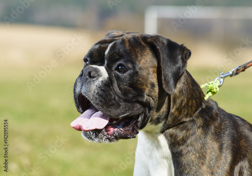 "german tiger boxer dog" Imagens e fotos de stock Royalty Free no ...