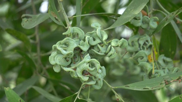 Imágenes de Akashmoni: descubre bancos de fotos, ilustraciones ...