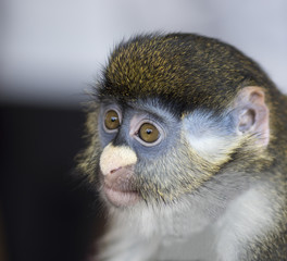 Photos, illustrations et vidéos de guenon