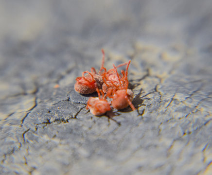 Rainbug Images – Browse 33 Stock Photos, Vectors, and Video | Adobe Stock