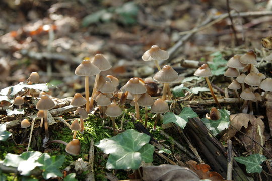 รูปภาพCarpophore – เลือกดูภาพถ่ายสต็อก เวกเตอร์ และวิดีโอ441 | Adobe Stock