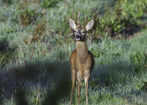 "Roe Buck" Images – Browse 2,072 Stock Photos, Vectors, and Video ...