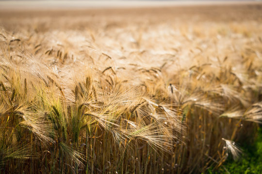 Gerstenfeld Bilder – Durchsuchen 261,017 Archivfotos, Vektorgrafiken ...
