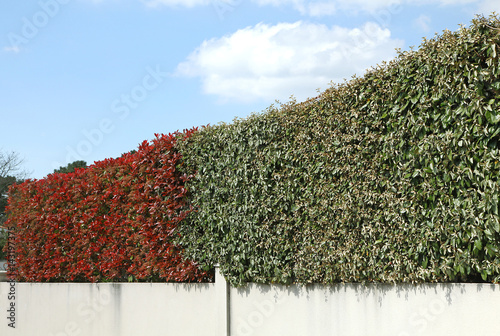 "Haie mixte d'eleagnus ebbengei et de photinia" photo libre de droits ...
