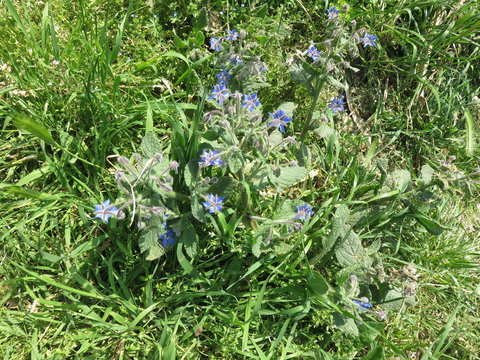 Imágenes de Boragine: descubre bancos de fotos, ilustraciones, vectores ...